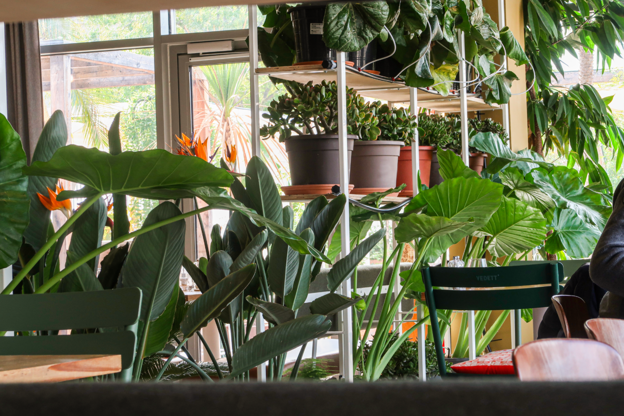 CONTACT - BOTANI café